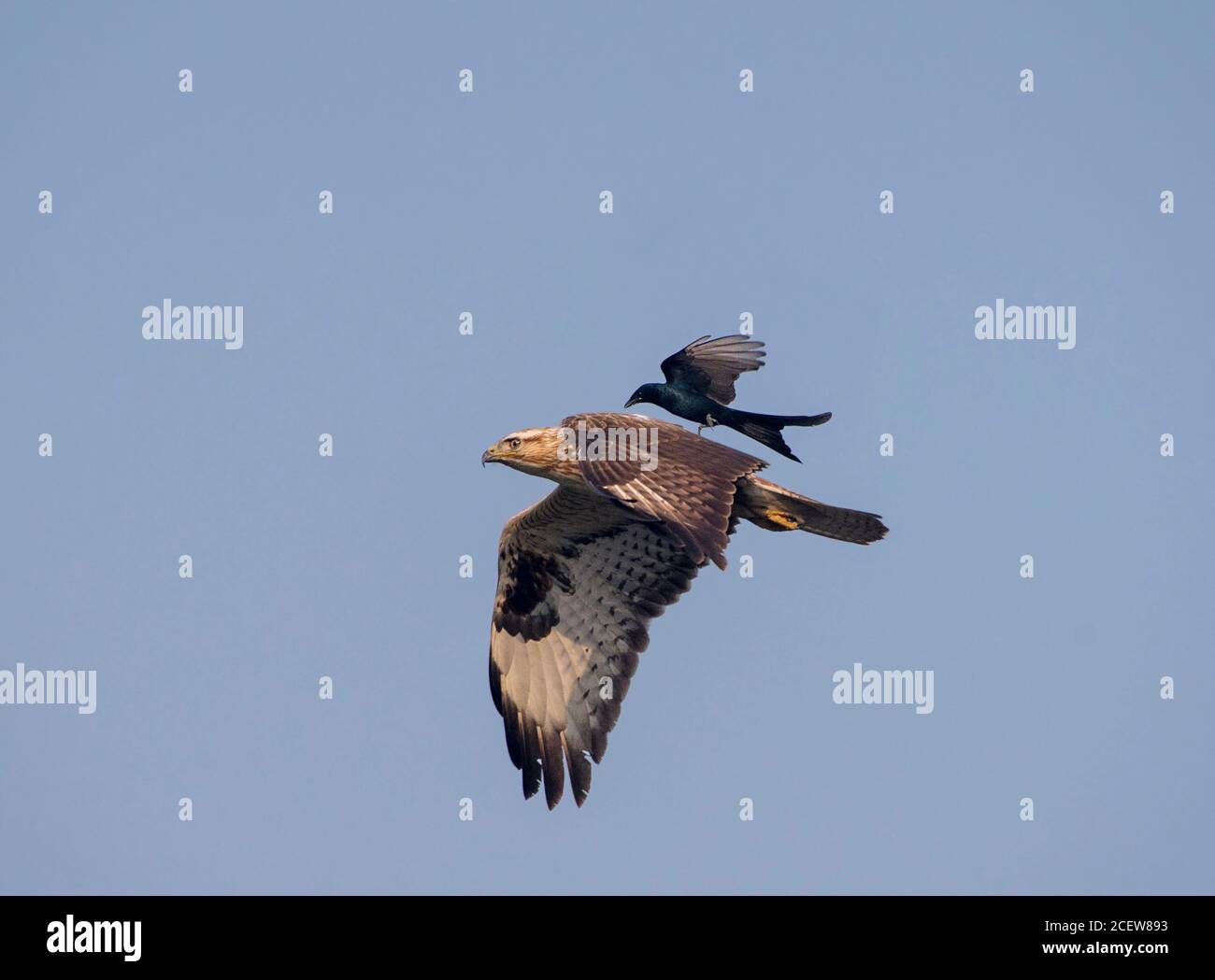 black shouldered kite, shikra, falcon, eagle, osprey , kestrel and ...