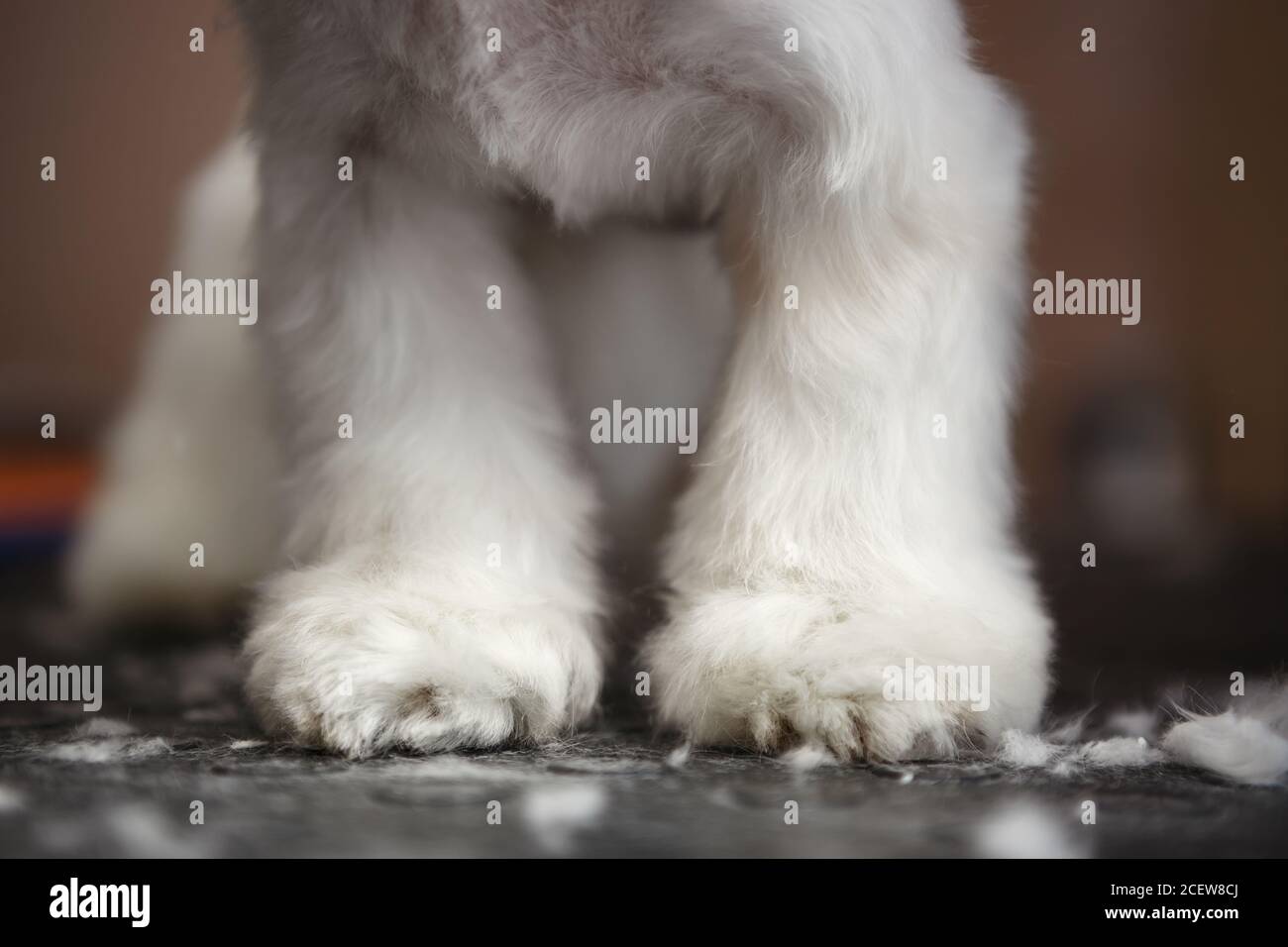 Dogs Maltese Paws