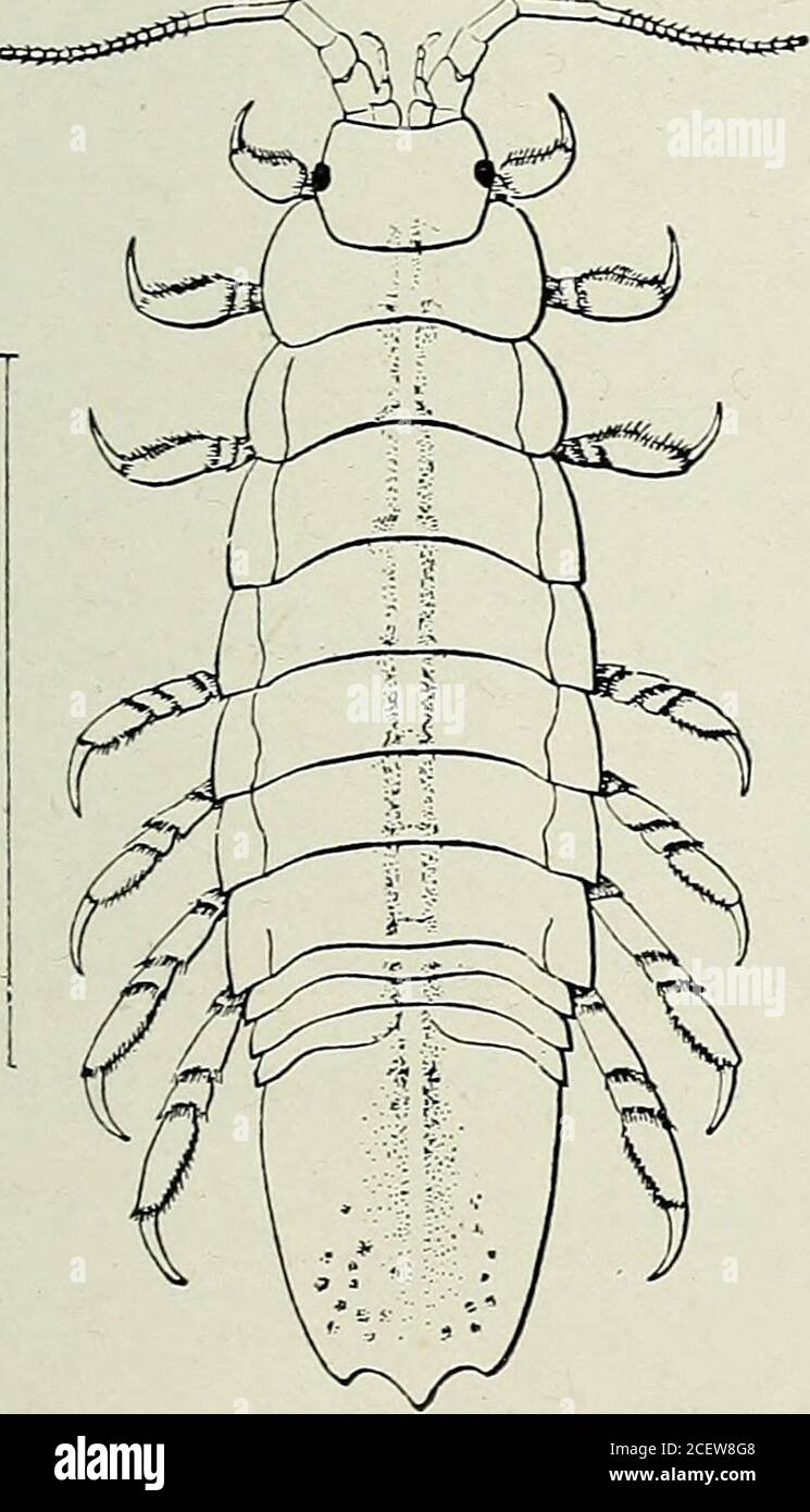 Valvifera hi-res stock photography and images - Alamy