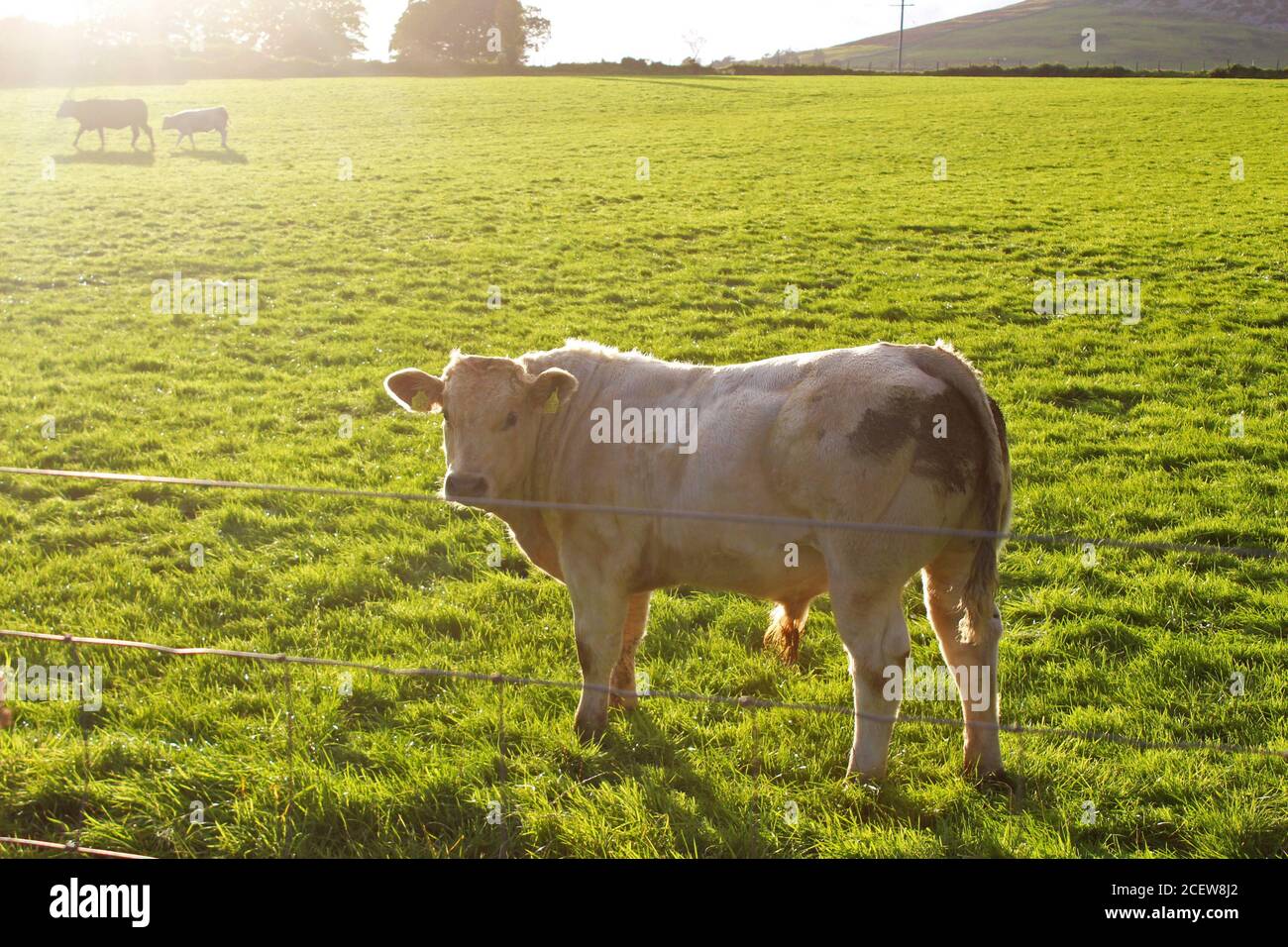 Small white bull looking at camera in a sunlit cow field at sunset in ...