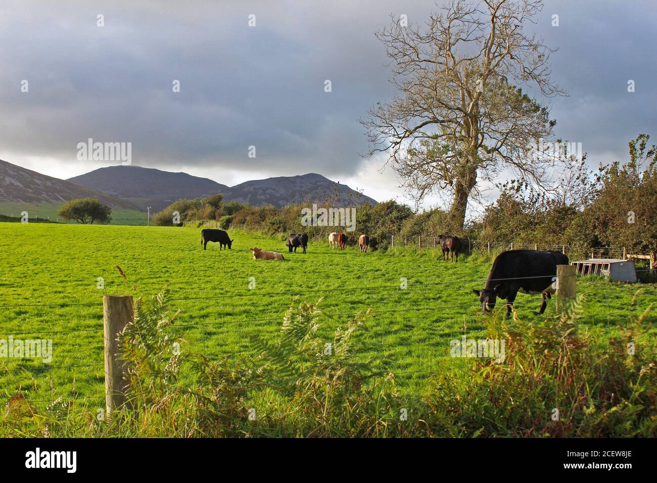 Cows in a cattle field with dark clouds and mountains (Yr Eifl) in the ...