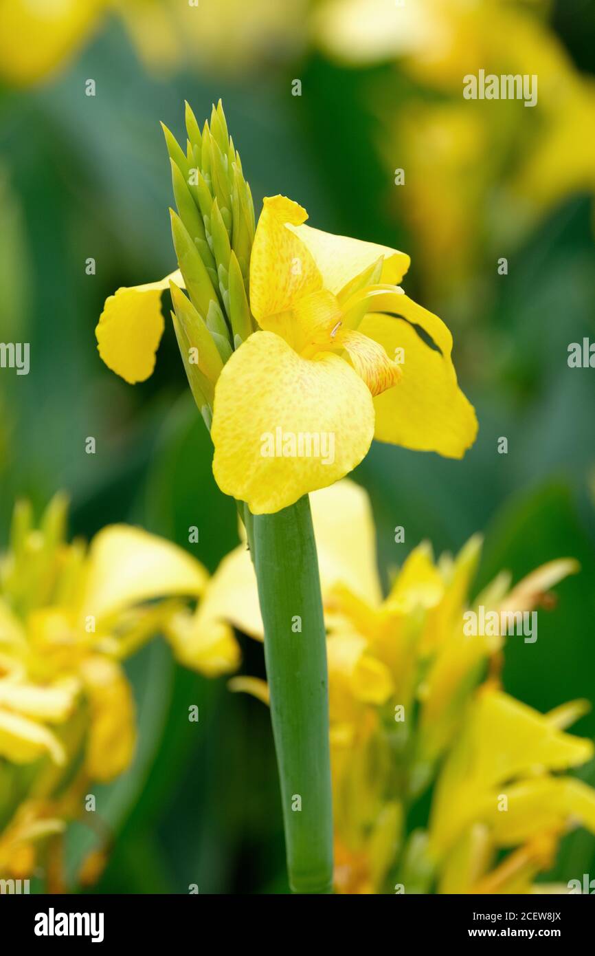 Canna lilies hi-res stock photography and images - Alamy