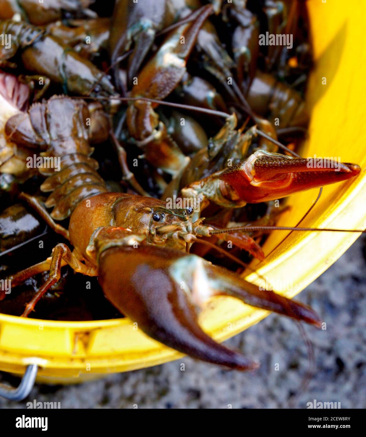 Crayfishing in Lake Vättern. Captured signal crayfish. The signal ...