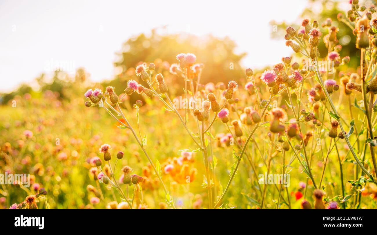 Wild flower field background in summer. Botanical scene pastel ...