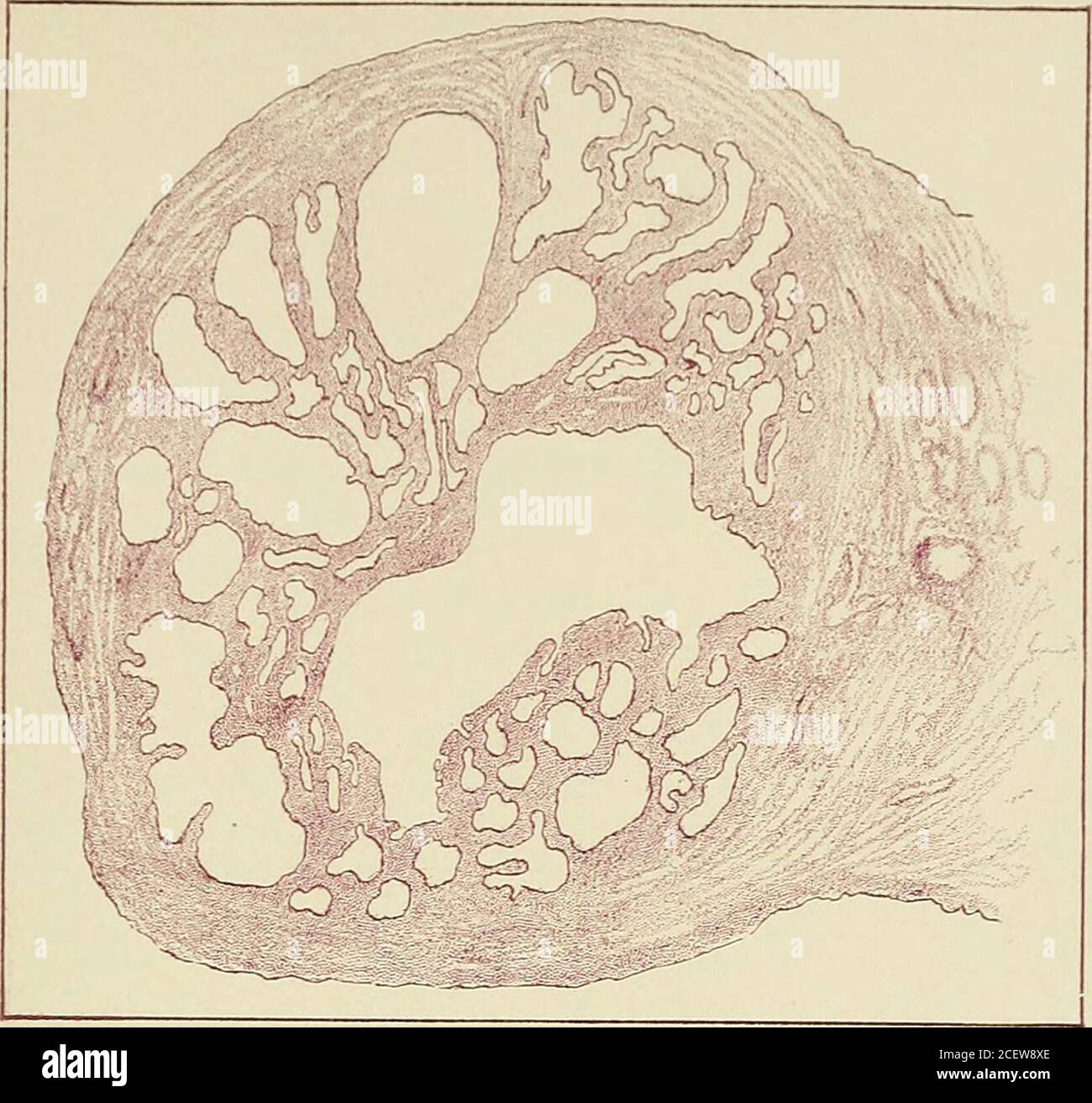 . The Principles and practice of gynecology : for students and ...