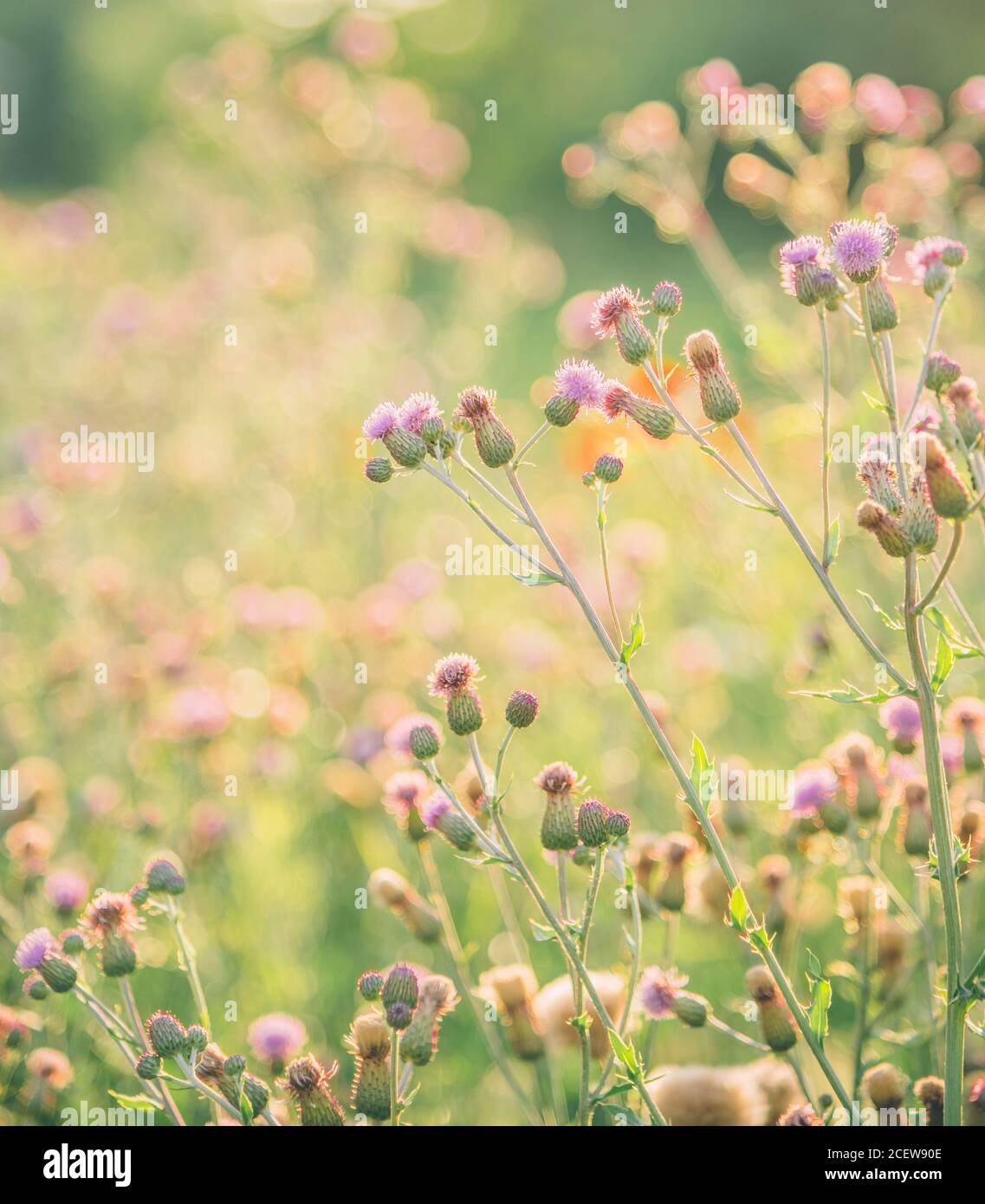 Wild flower field background in summer. Botanical scene pastel ...