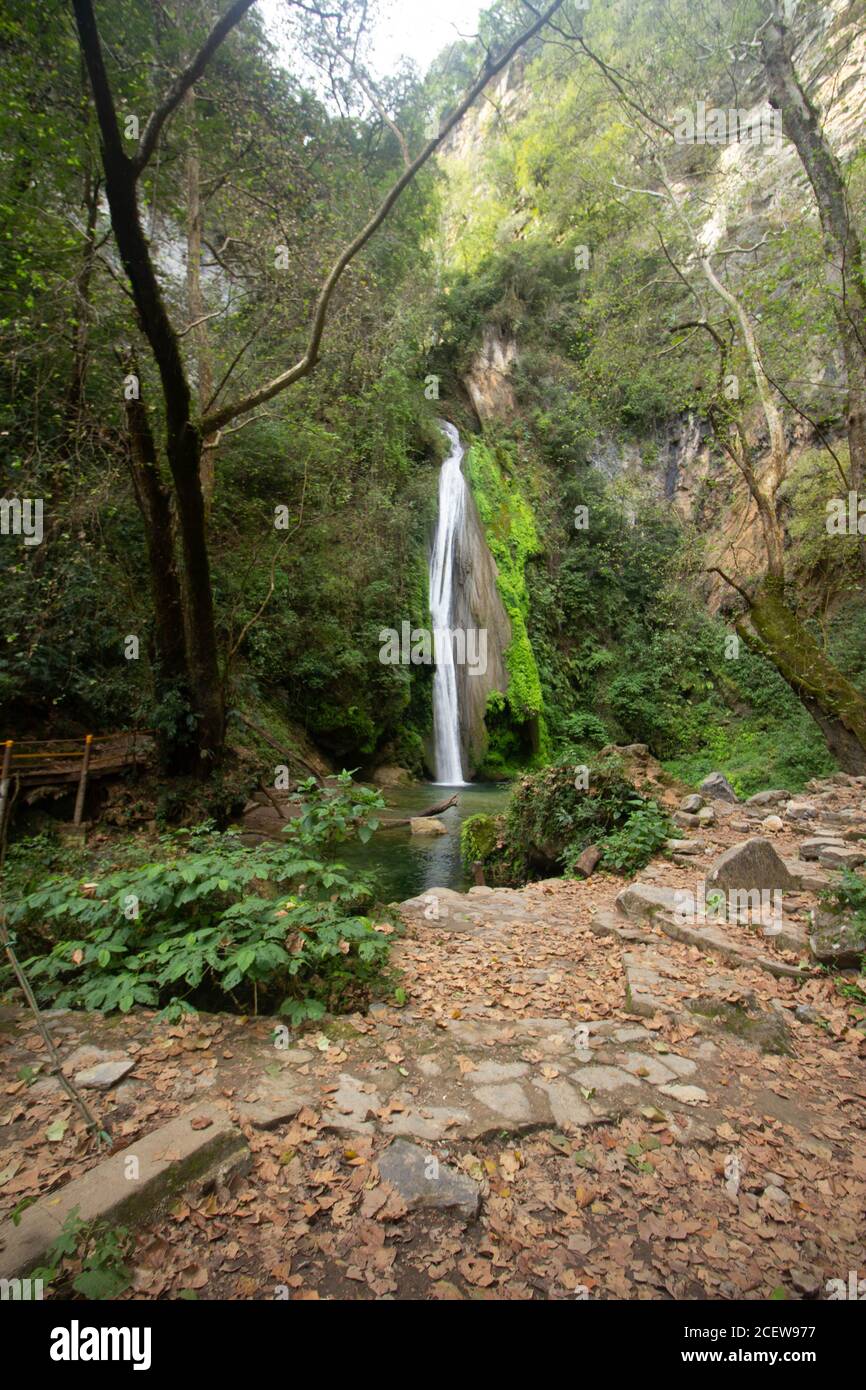 Sierra gorda forest hi-res stock photography and images - Alamy