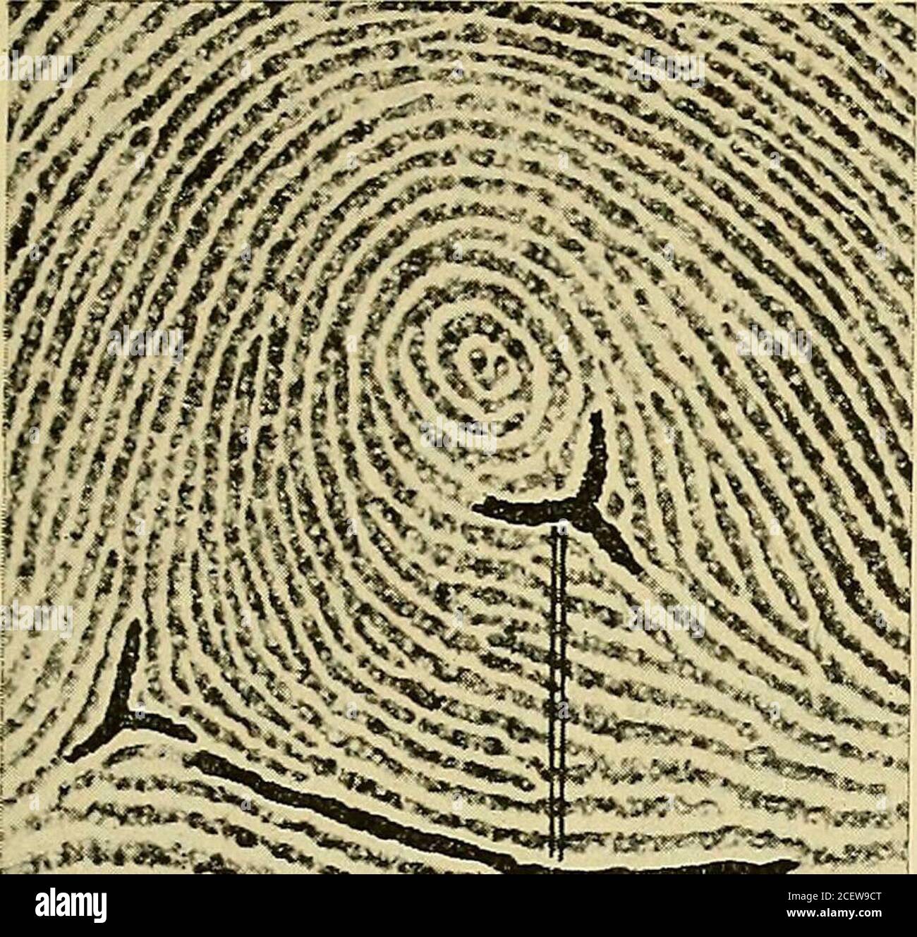 Pocket Loop Fingerprint