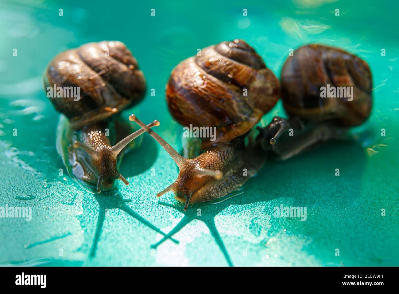 Snails crawl on a green wet surface. Dance of the snails Stock Photo ...