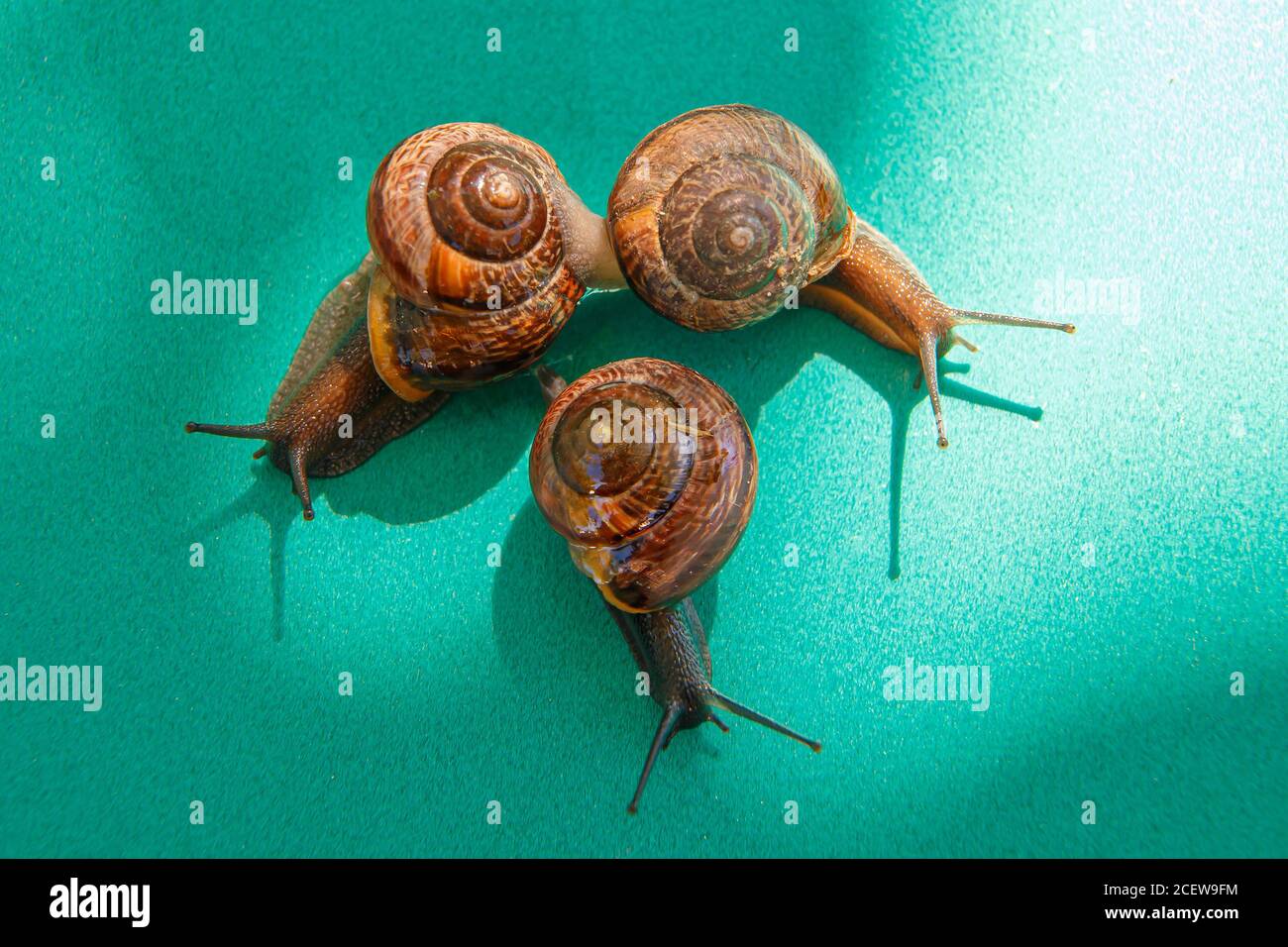 Snails crawl on a green wet surface. Dance of the snails Stock Photo ...