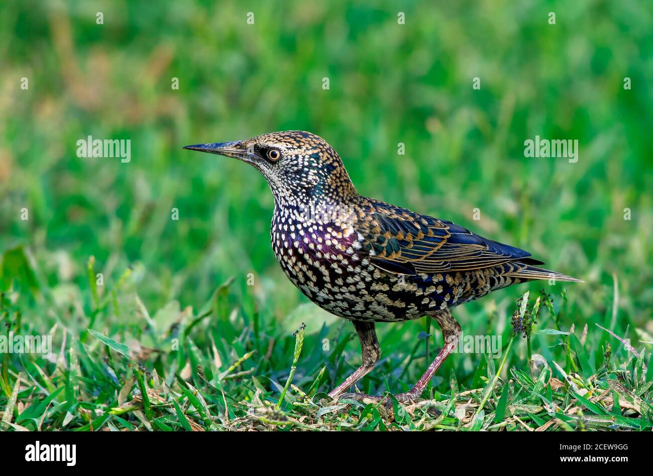 wildlife and birds of Pakistan Stock Photo - Alamy