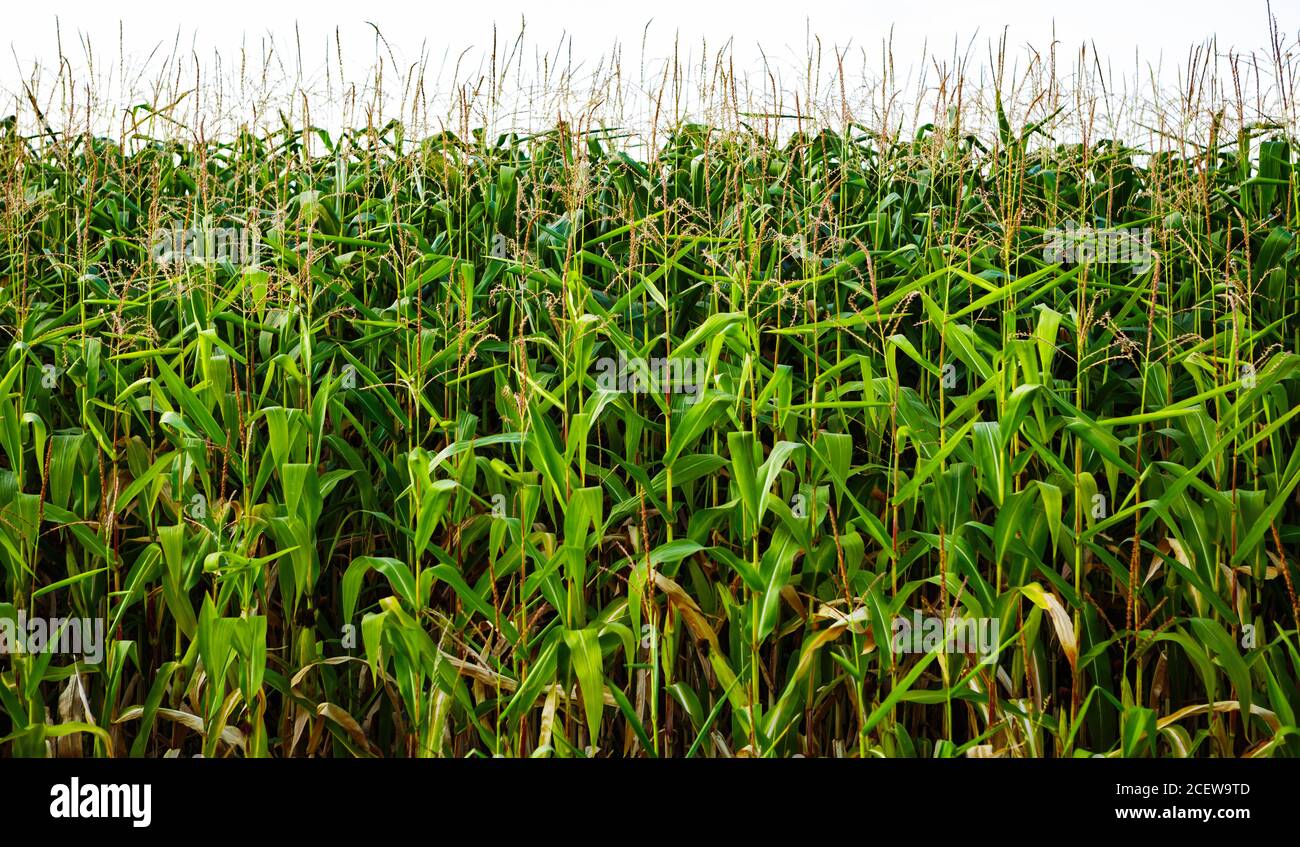 Green corn field landscape on agricultural farm.Natural organic food ...