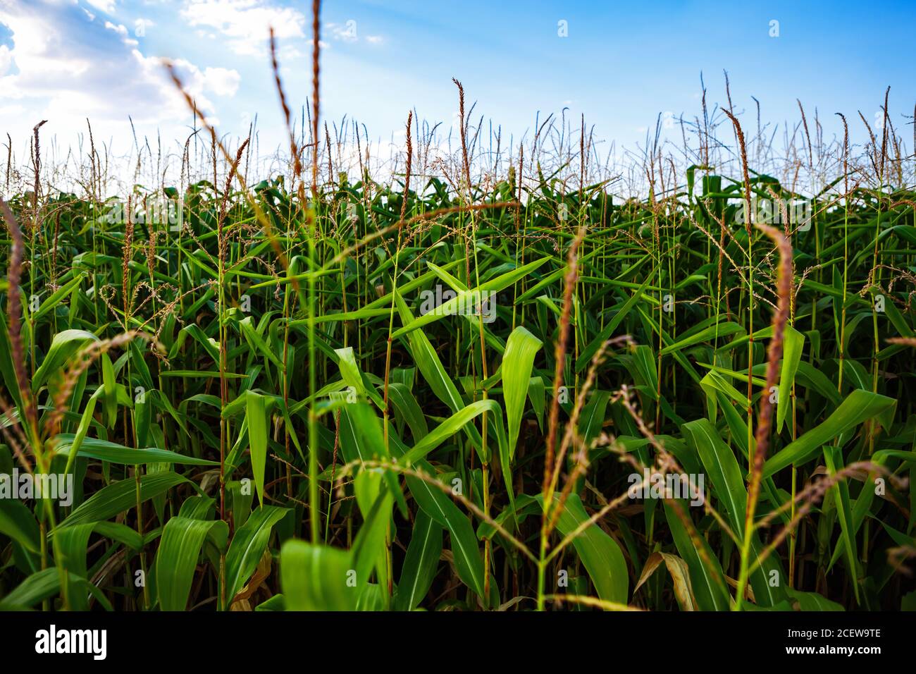 Cultivated green corn field on rural farm.Natural organic foods grow ...
