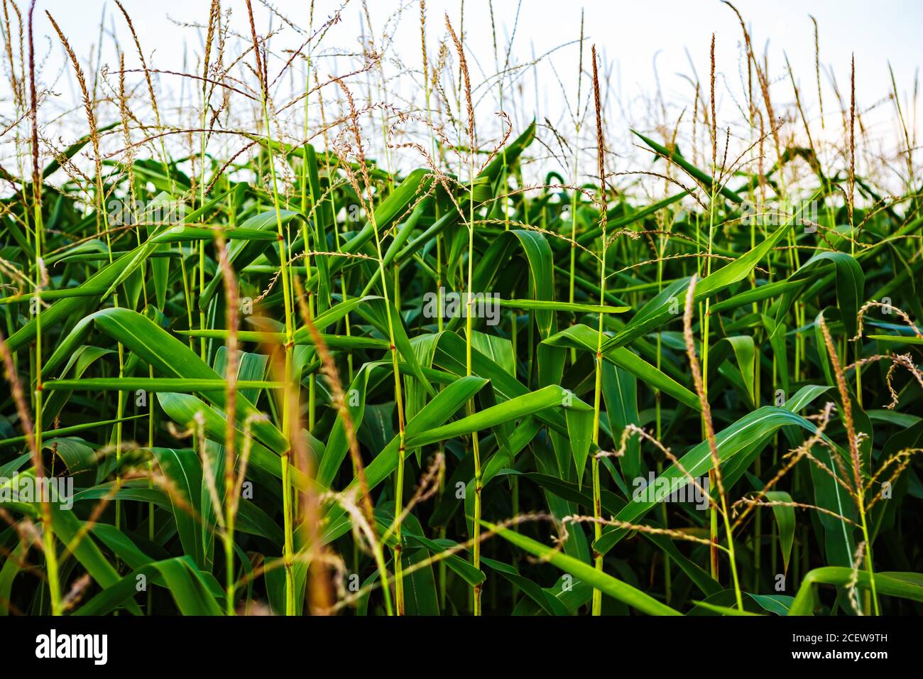 Ukrainian fileds hi-res stock photography and images - Alamy