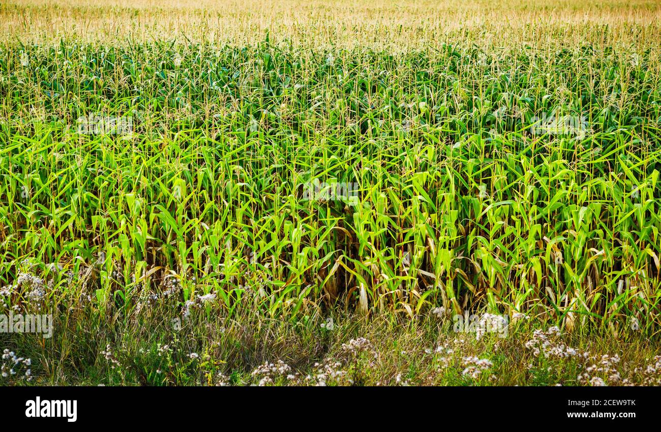 Ukrainian fileds hi-res stock photography and images - Alamy