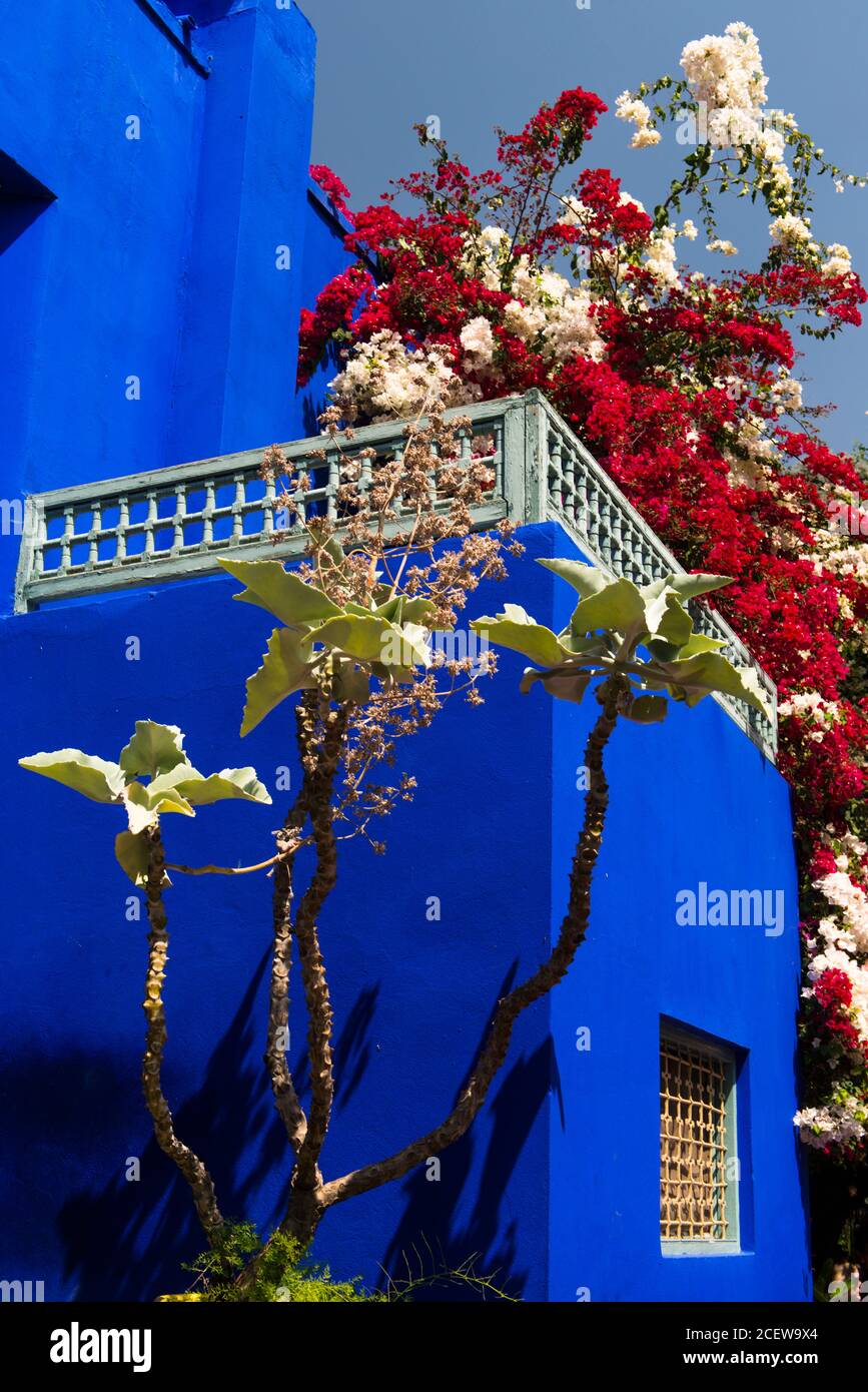 Majorelle blue painted exterior walls of one of the buildings in Jardin ...