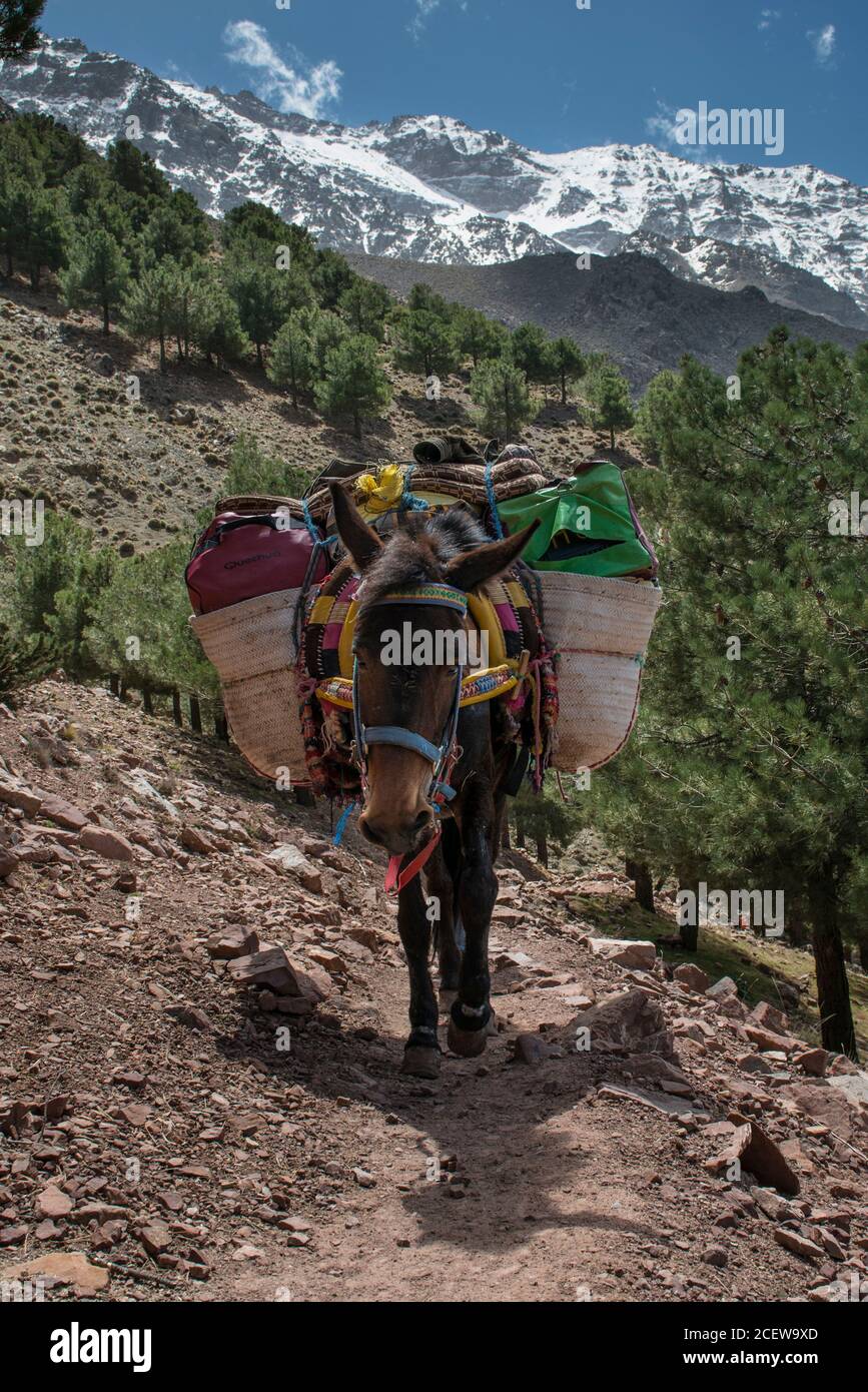 Heavily laden donkey coming down a path on hills above village of Imlil ...
