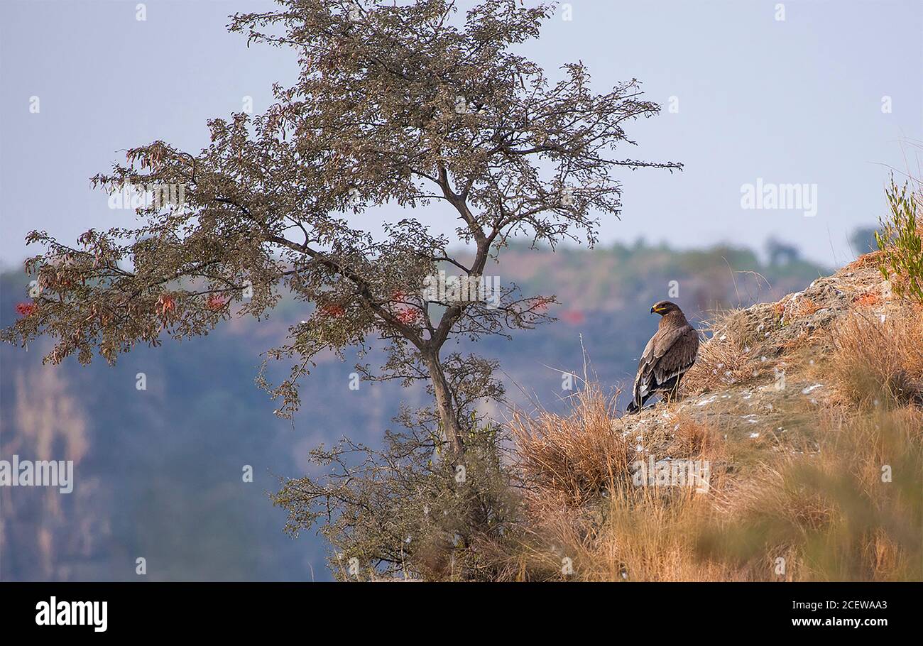 black shouldered kite, shikra, falcon, eagle, osprey , kestrel and ...