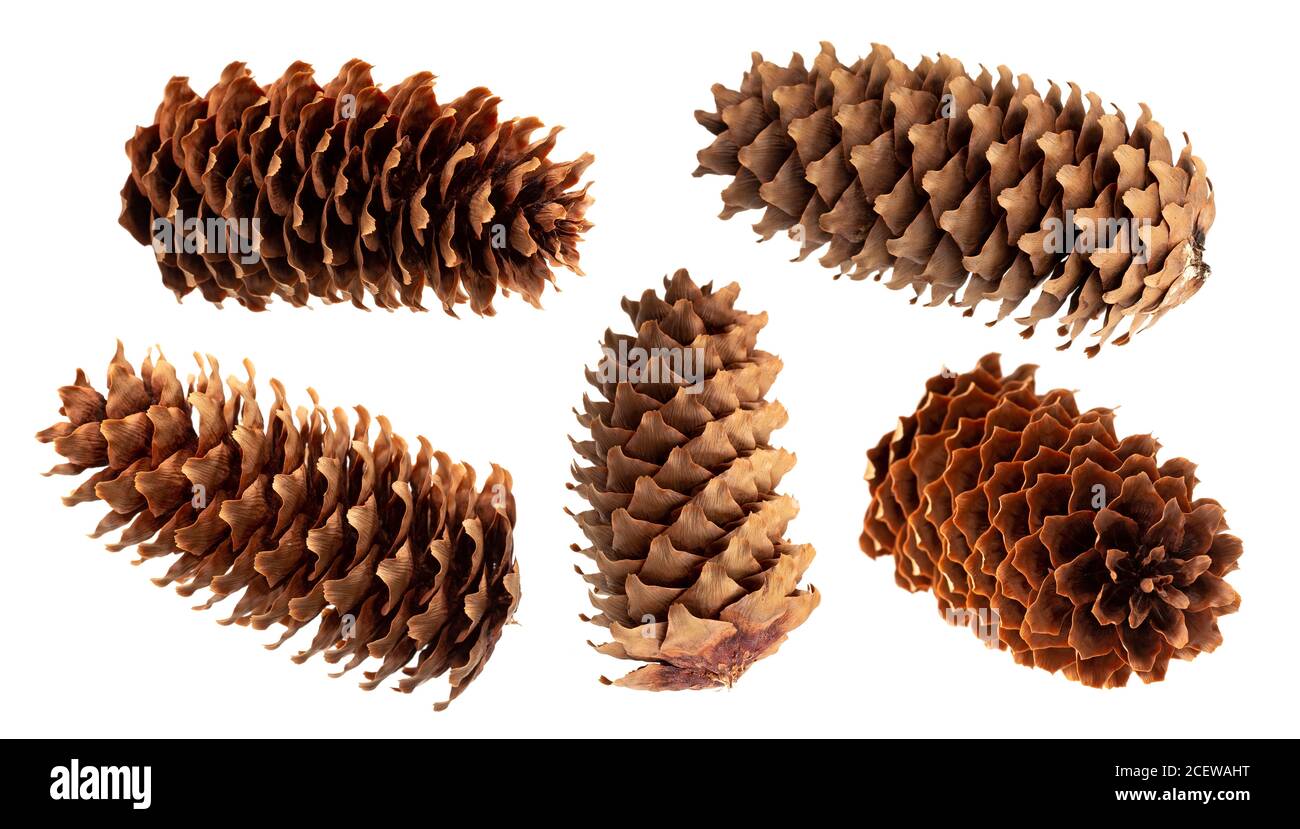 Fir cone isolated on white background with clipping path Stock Photo ...