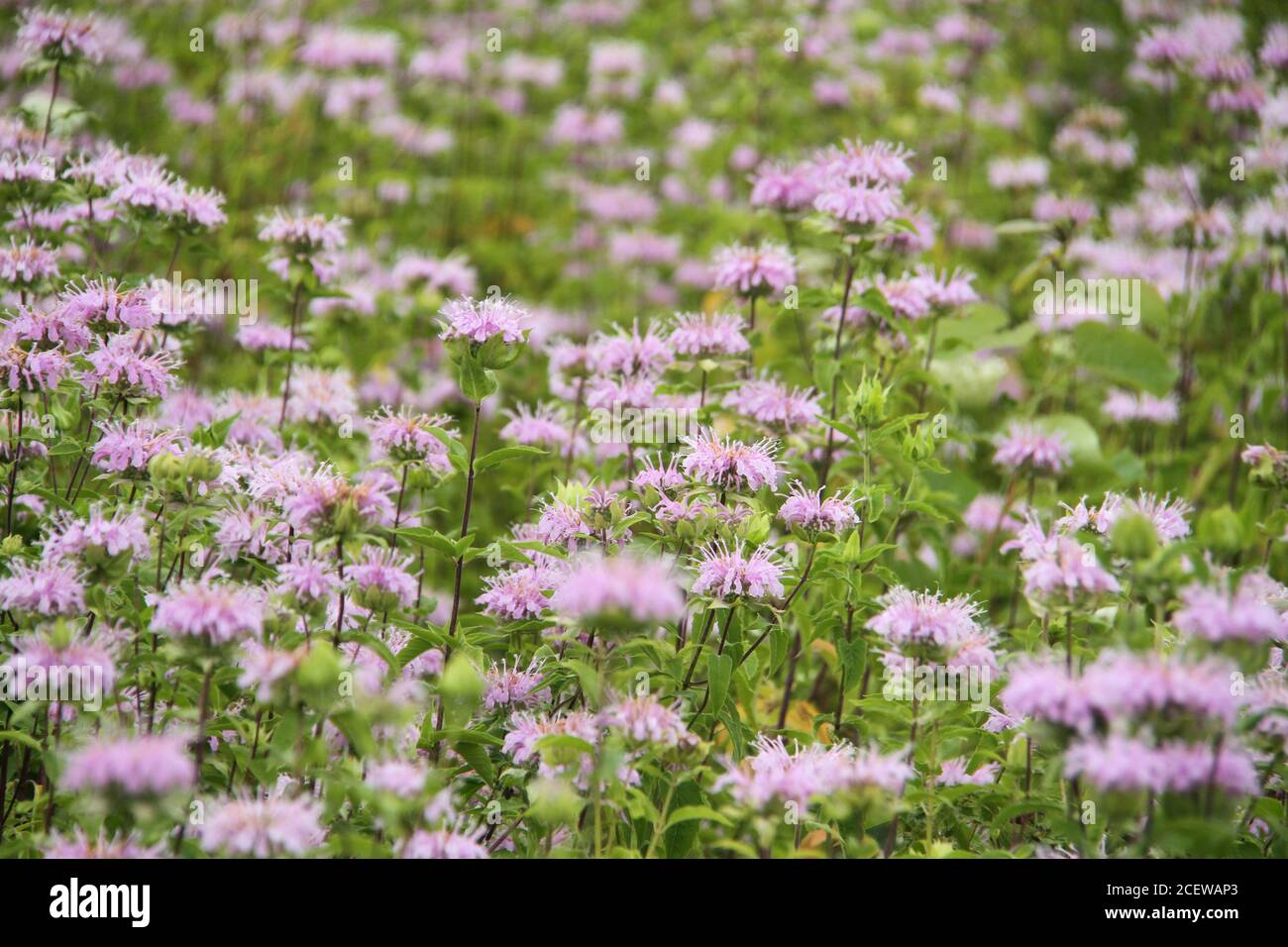 Mint Bloom High Resolution Stock Photography and Images - Alamy