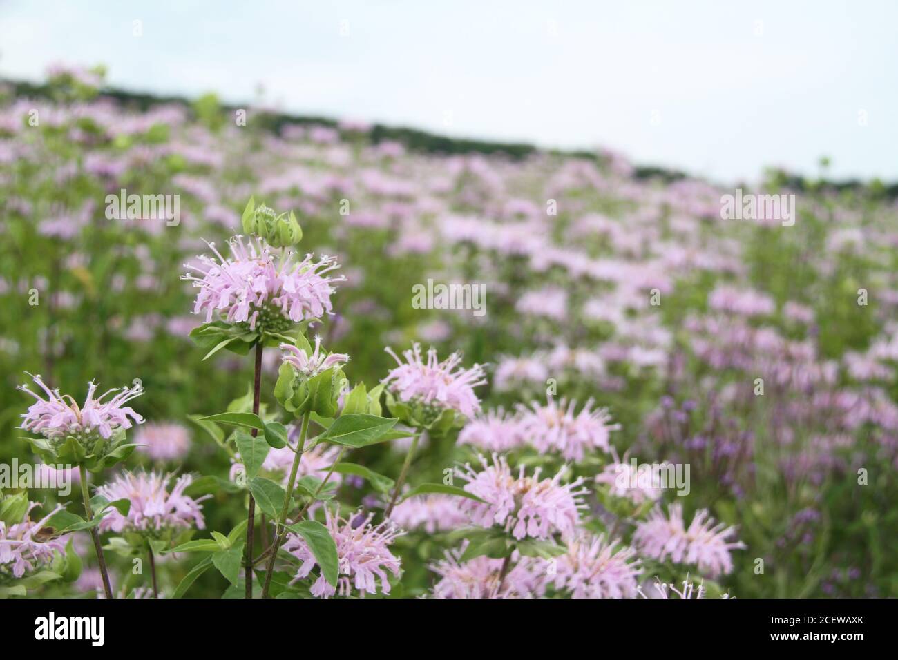 Field of Bee Balm (Monarda) plant in bloom Stock Photo - Alamy