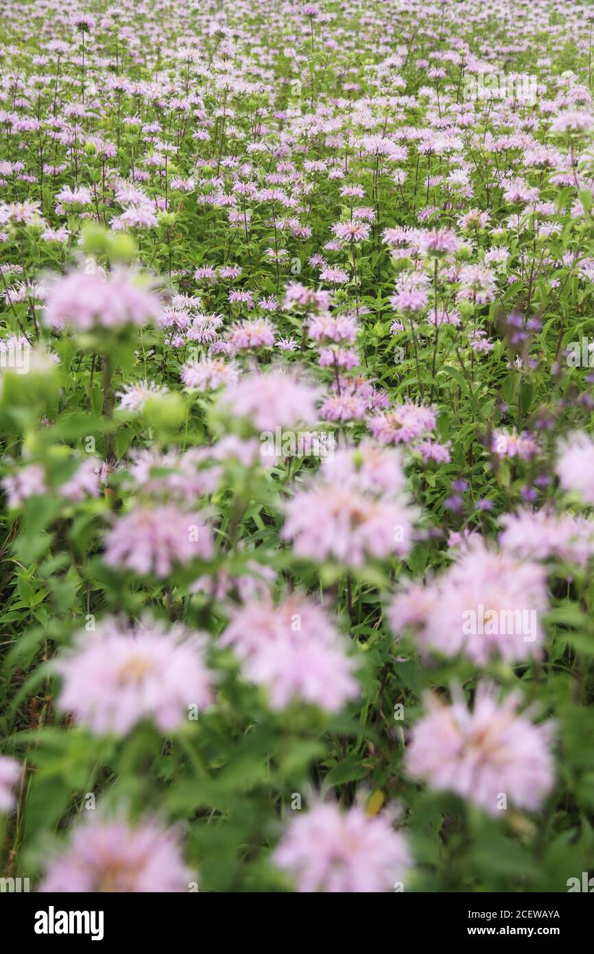 Field of Bee Balm (Monarda) plant in bloom Stock Photo - Alamy