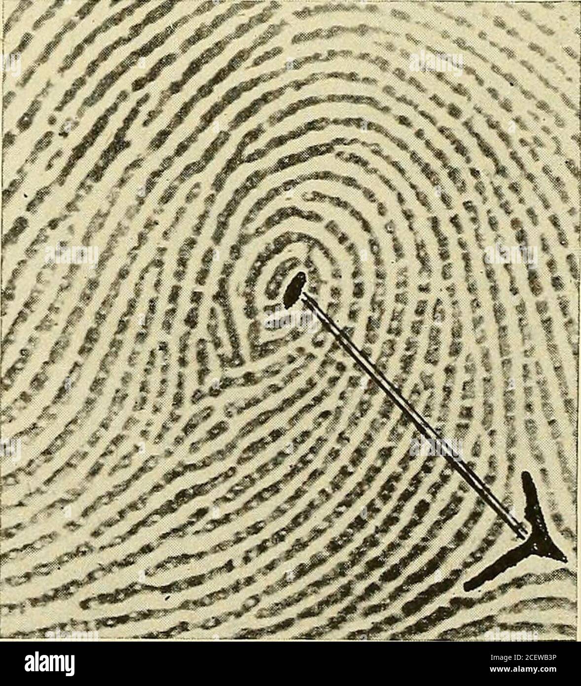 . Personal identification; methods for the identification of ...