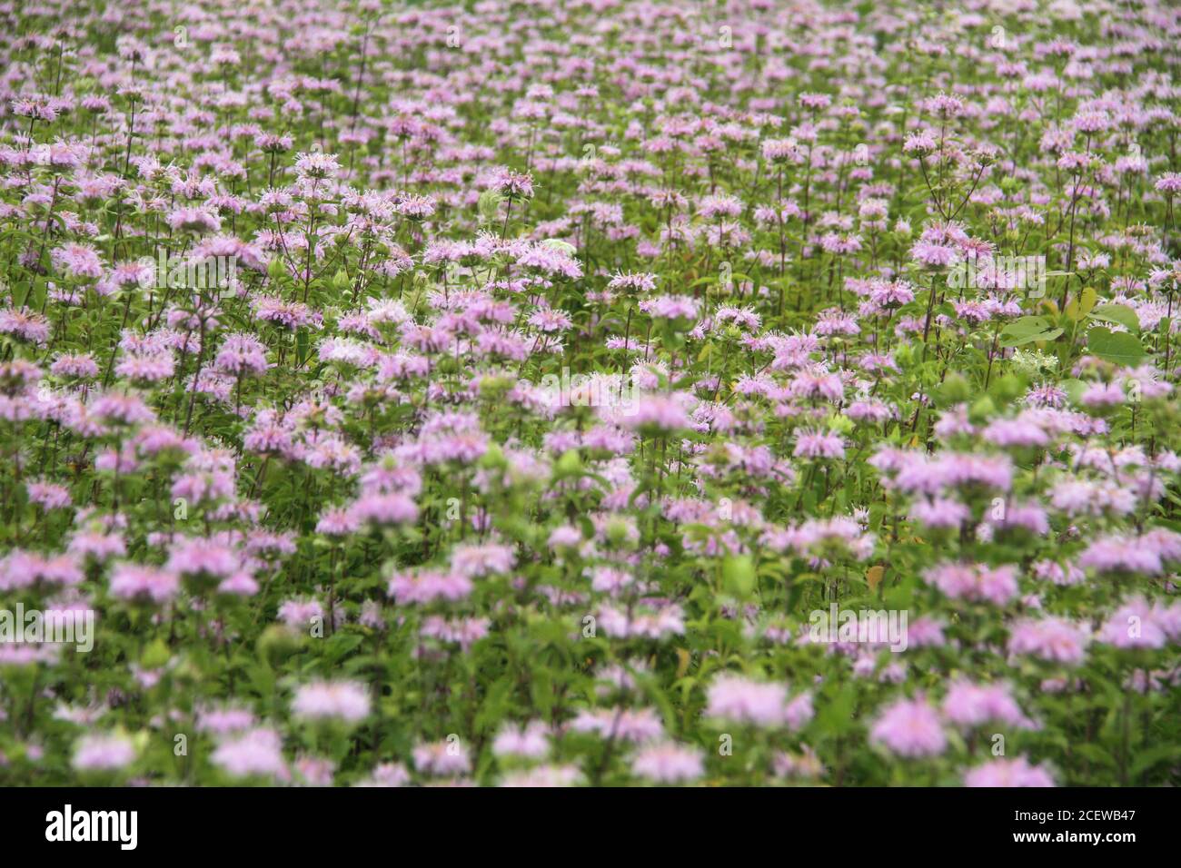 Field of Bee Balm (Monarda) plant in bloom Stock Photo - Alamy