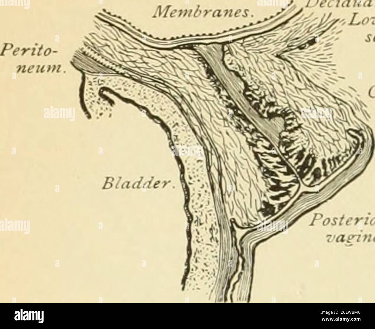 . An American text-book of obstetrics. For practitioners and students ...