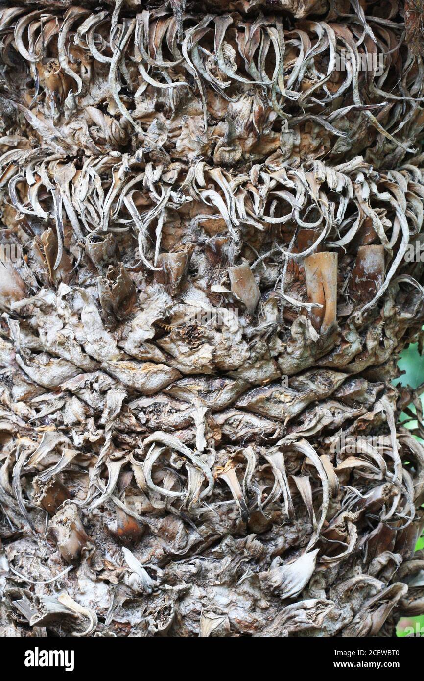 Palmenblaetter hi-res stock photography and images - Alamy