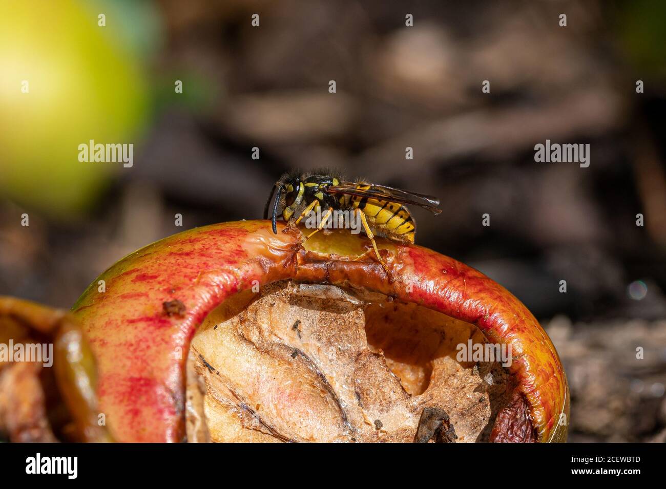 Yellow jacket wasp eating apple that has fallen from the tree and ...