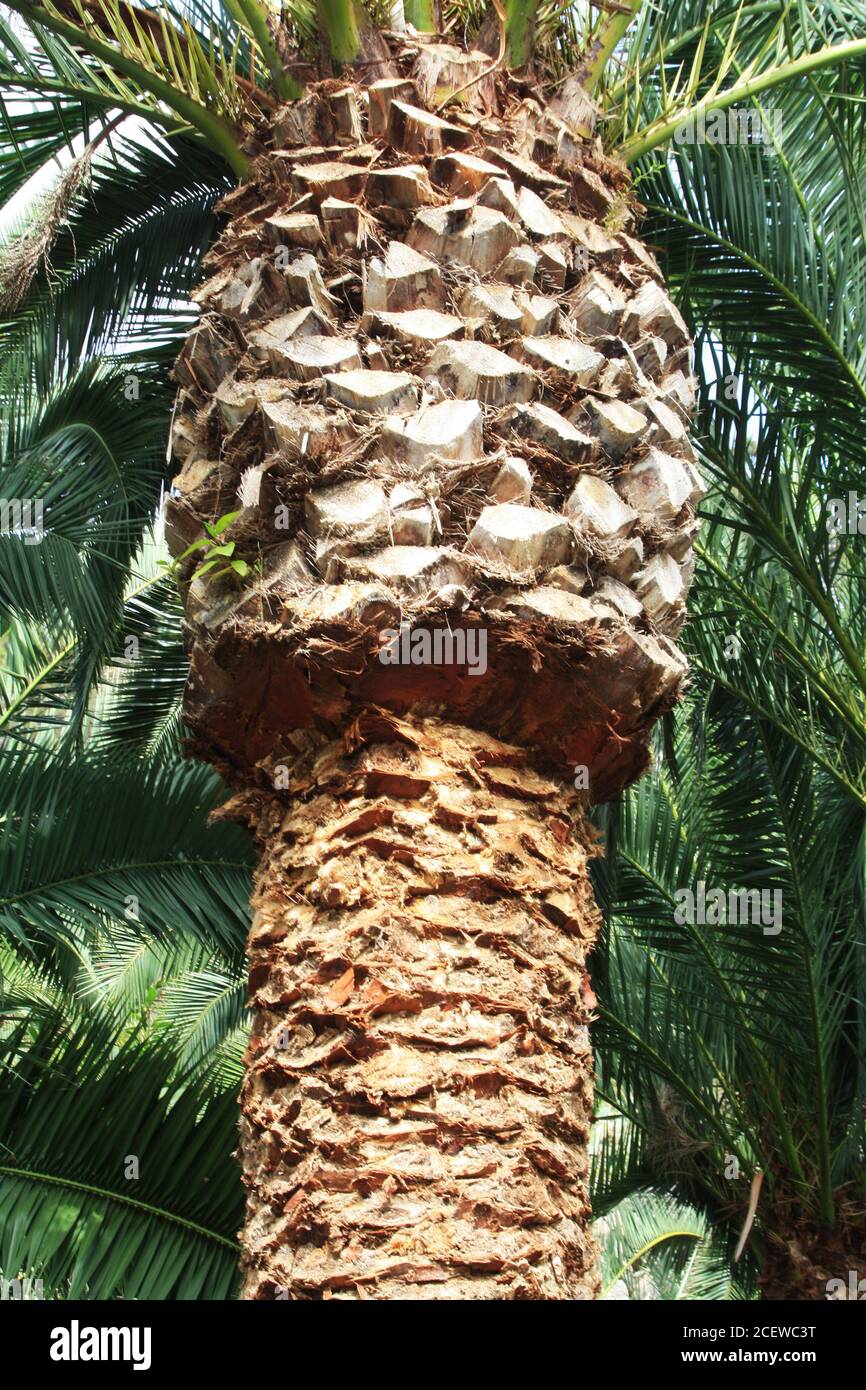 Palmenblaetter hi-res stock photography and images - Alamy