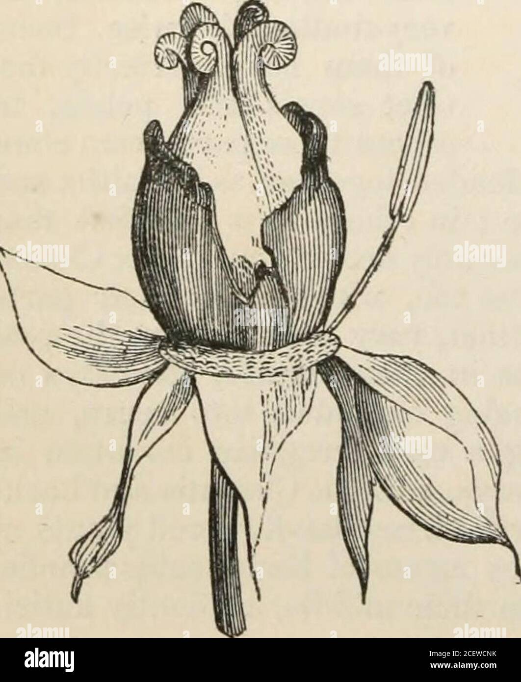 Polypetalous hi-res stock photography and images - Alamy