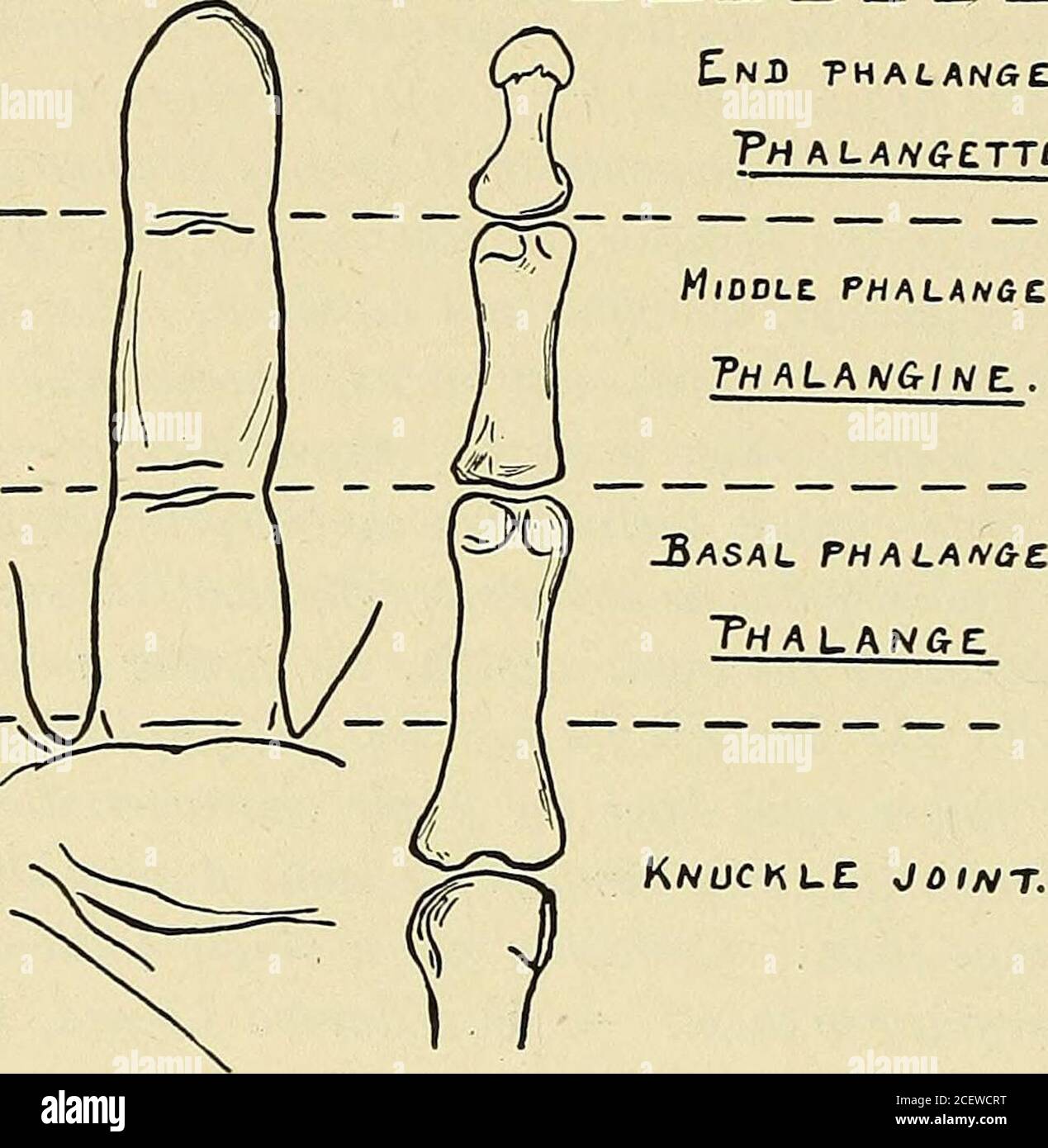 . Personal identification; methods for the identification of ...