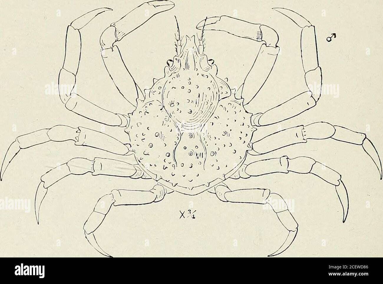 Family parthenopidae hi-res stock photography and images - Alamy