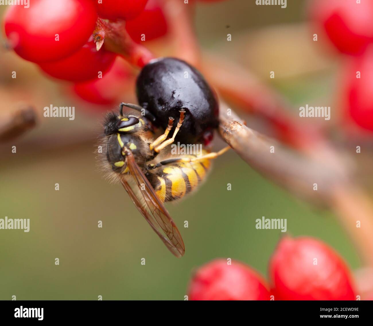 High-resolution close-up of a wasp feeding from wild berry fruit Stock ...