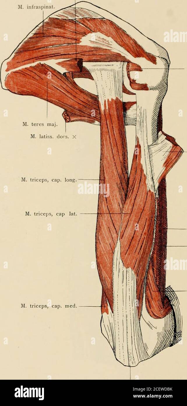 Pronator teres muskeln hi-res stock photography and images - Alamy