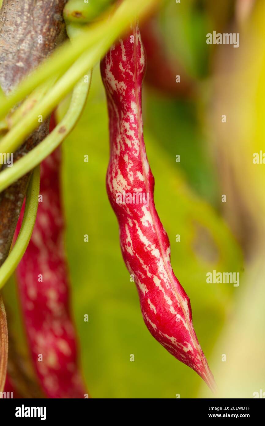 High-resolution close-up of growing climbing beans ' Birds Egg ...