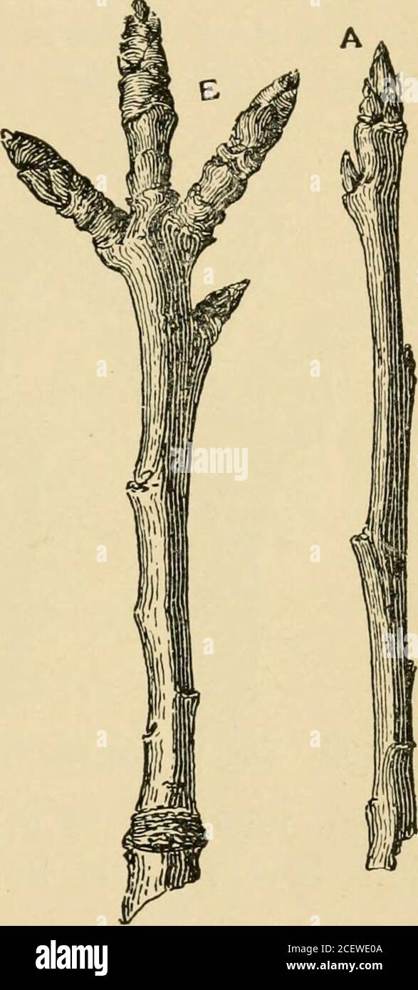 . The pruning-book; a monograph of the pruning and training of plants ...