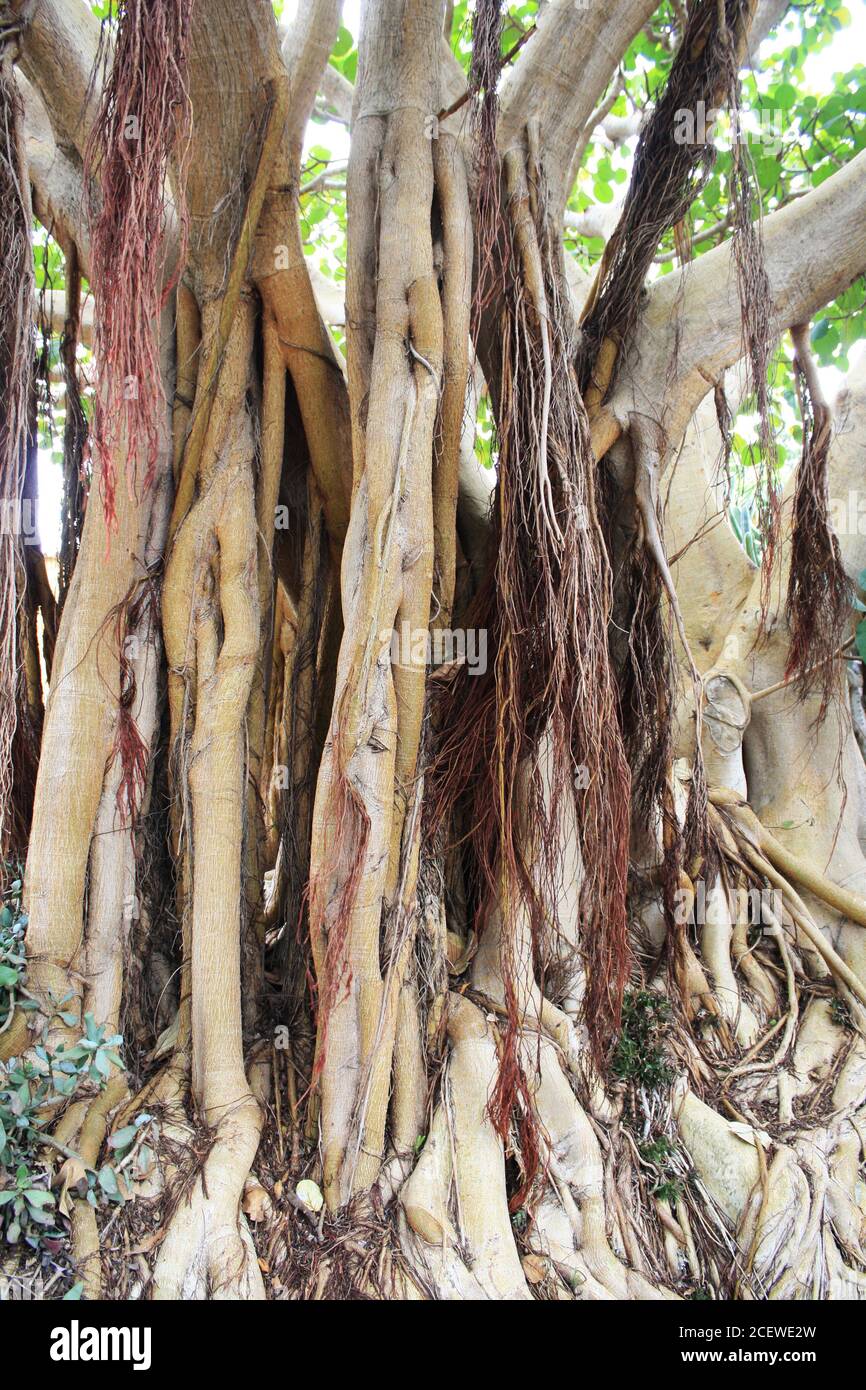 Feigenbaum hi-res stock photography and images - Alamy