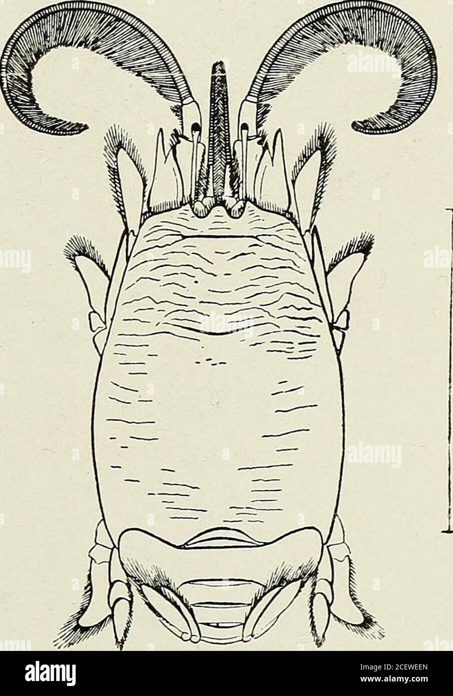 Mole Crab Anatomy
