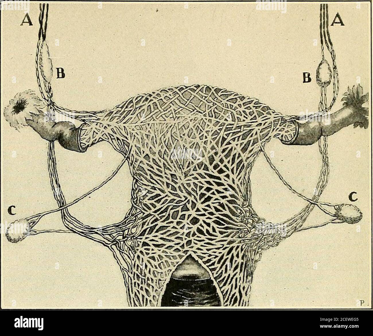 . The Principles and practice of gynecology : for students and ...