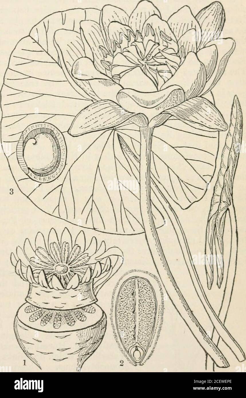 Plants monocot order hi-res stock photography and images - Alamy