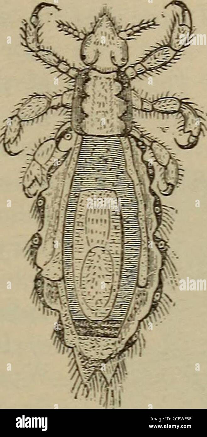 . The ready-reference handbook of diseases of the skin. Pediculus ...