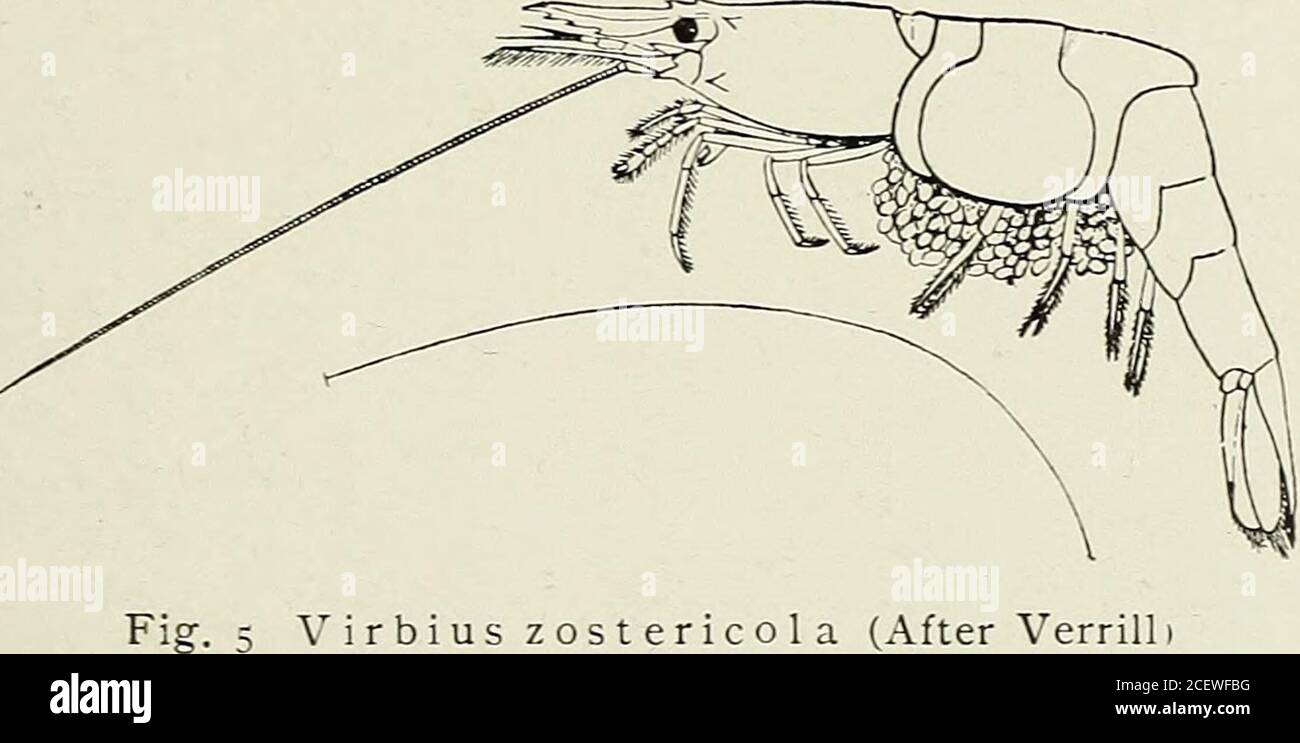 Penaeidae hi-res stock photography and images - Alamy