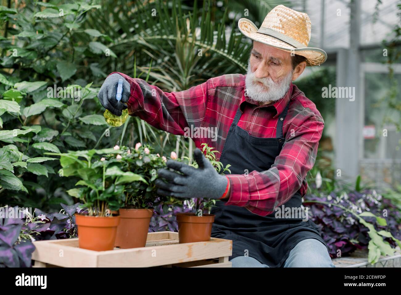 Concentrated man spraying flowers hi-res stock photography and images ...