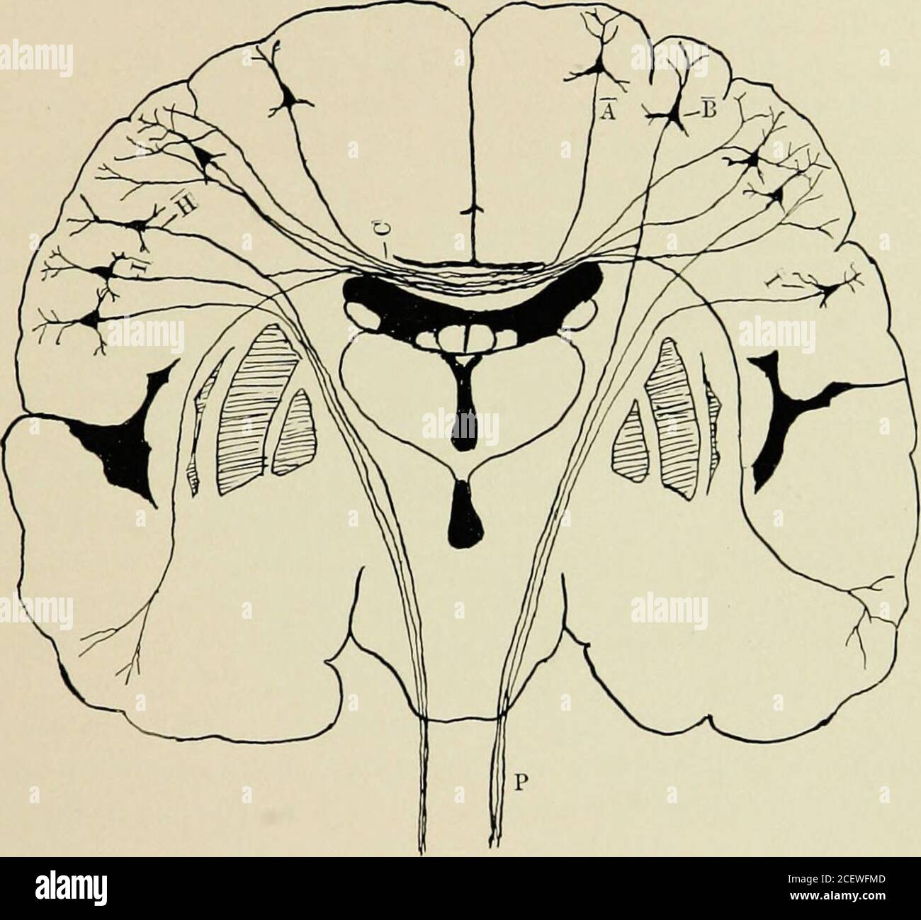 Basal layers hi-res stock photography and images - Alamy