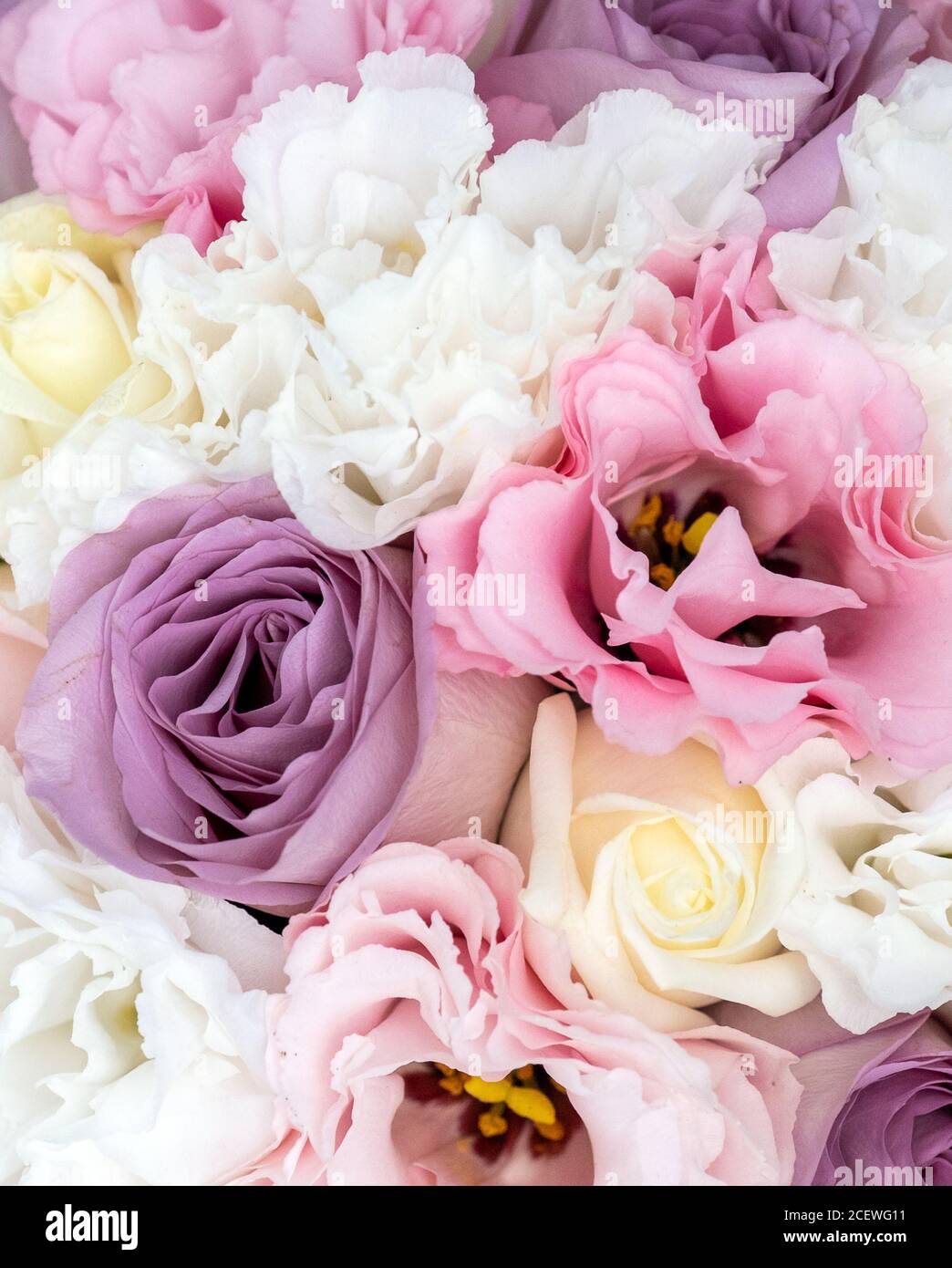 Bright pink, white and lilac roses background Stock Photo - Alamy