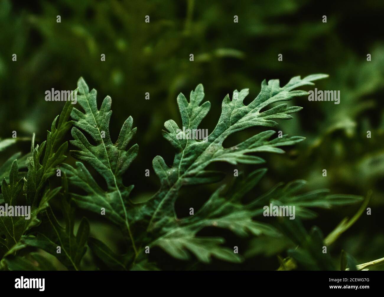 Just a beautiful leaf Stock Photo - Alamy