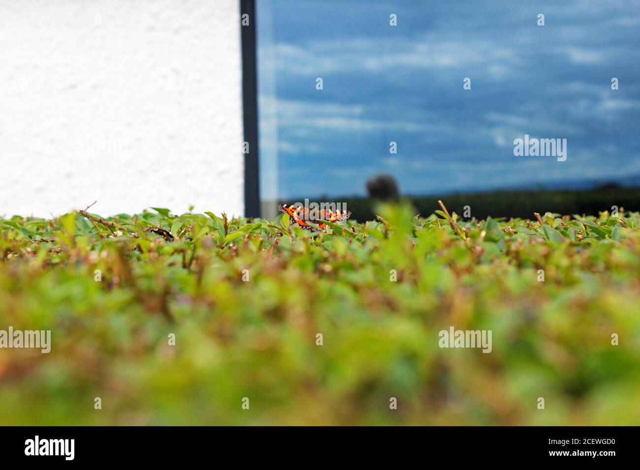 Red and yellow butterfly hi-res stock photography and images - Alamy